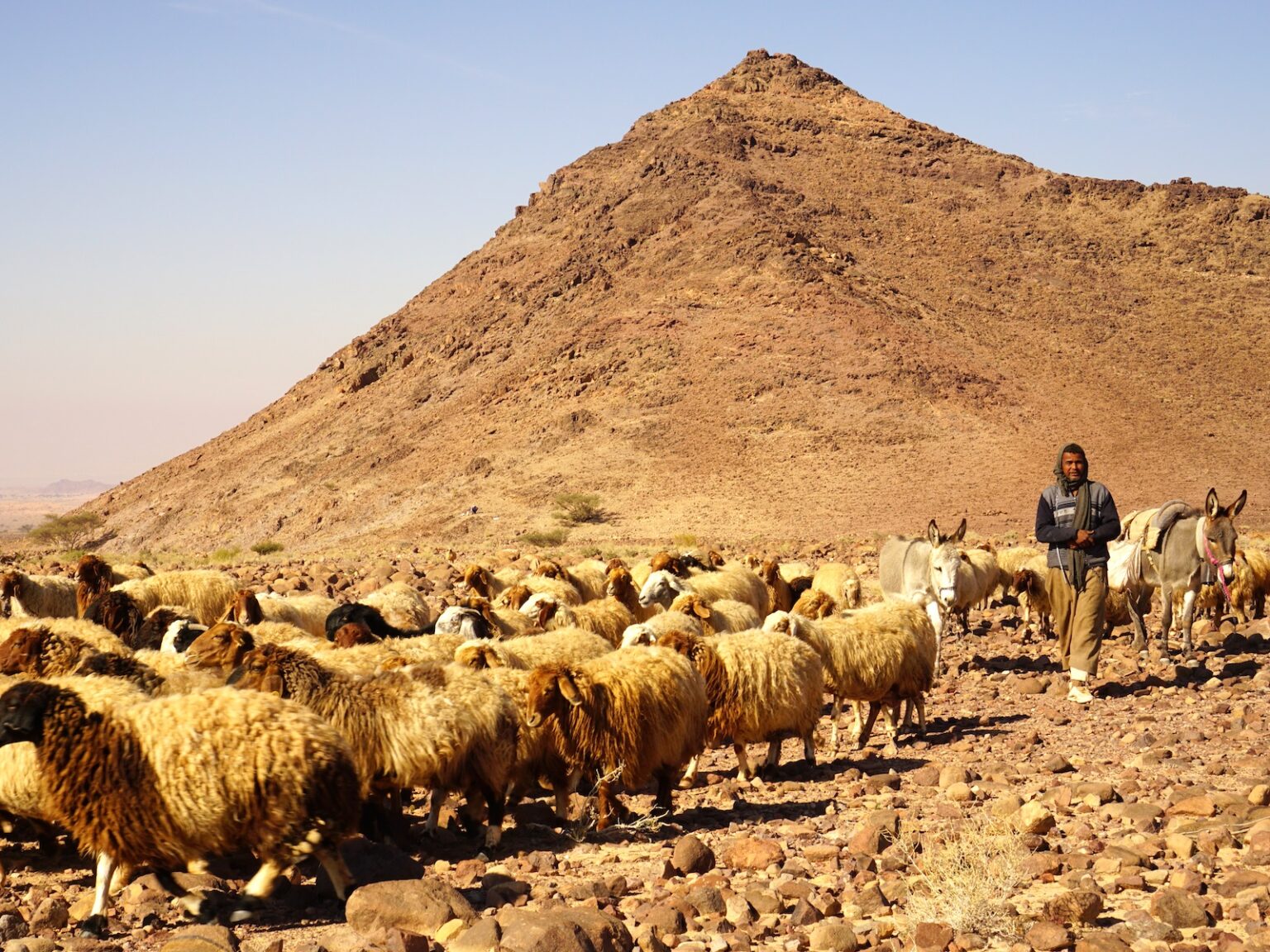 Follow the Sheep and the Shepherd All Through Psalm 23